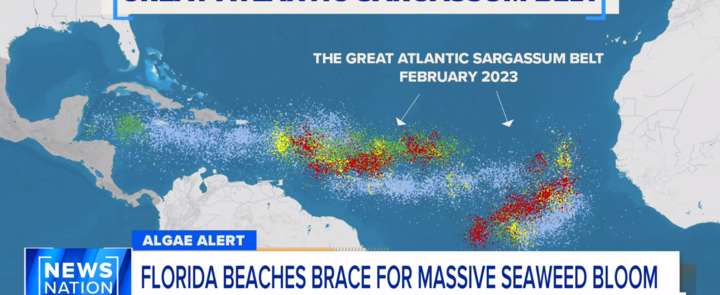 Seaweed bloom spreads west, threatening more Florida beaches - The ...