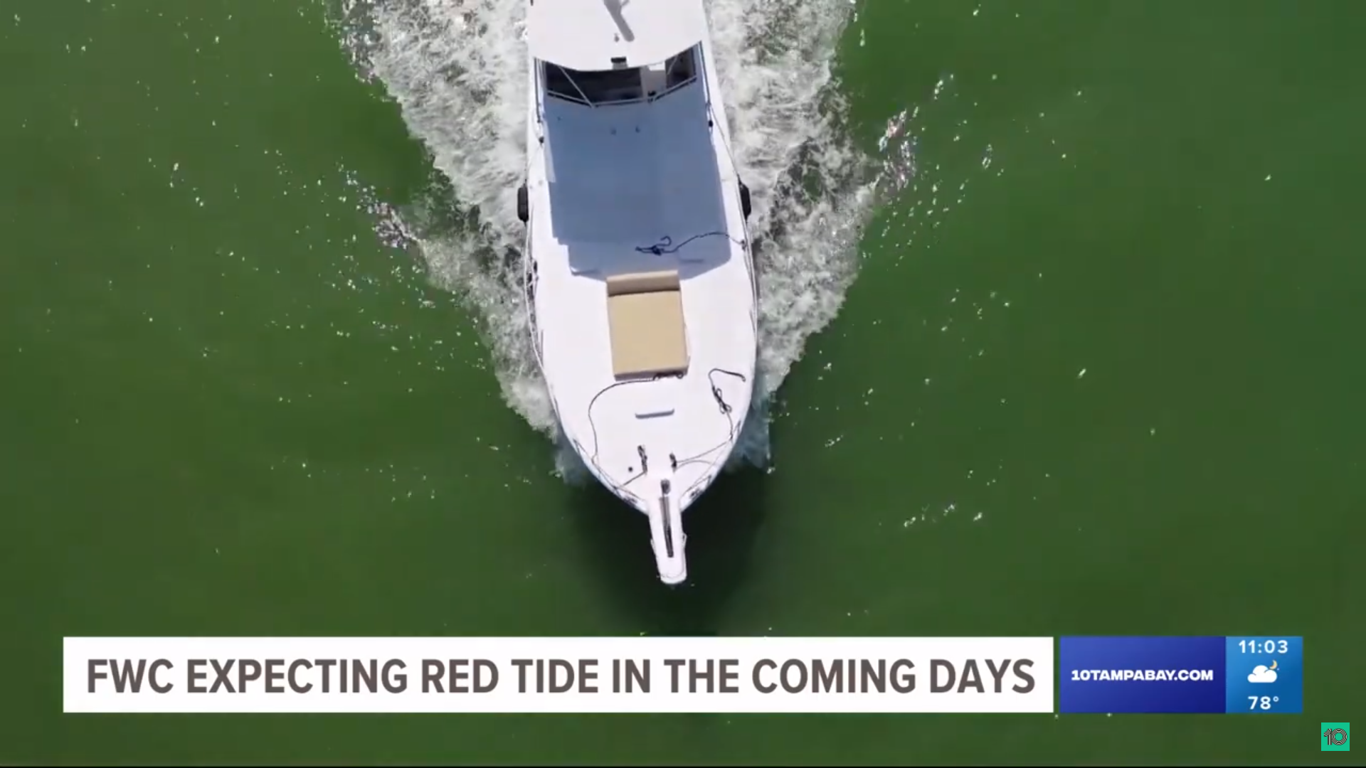 FWC expecting red tide in coming days in Tampa Bay area - The Suncoast ...