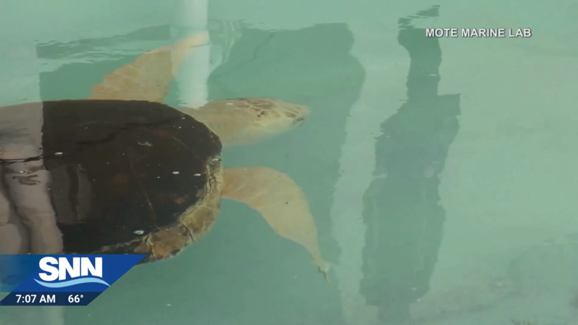 Laser speed guns being used to protect Sarasota sea turtles - The ...