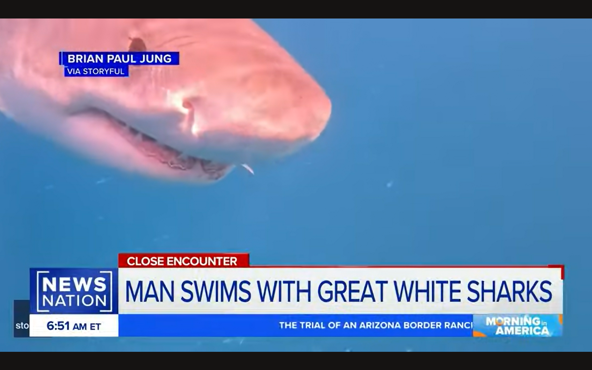 Sarasota man swims with great white shark in ‘once-in-a-lifetime ... Sarasota man swims with great white shark in ‘once-in-a-lifetime ...