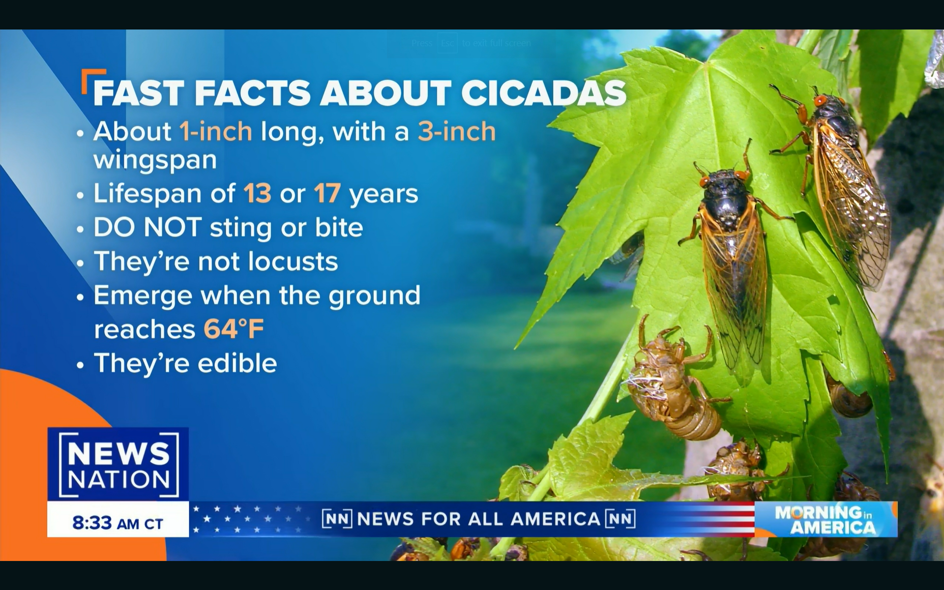 Cicadas incoming: What to expect from "cicada-geddon" - The Suncoast ...