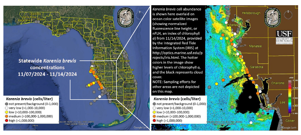 FWC Red Tide Status Update for November 15, 2024 - The Suncoast News ...