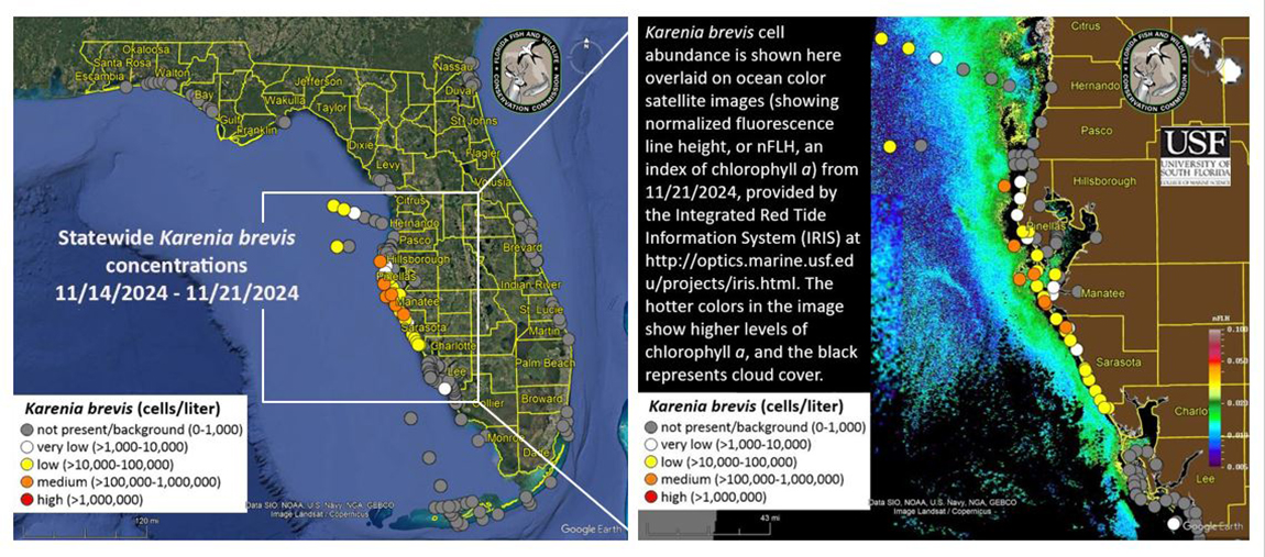 FWC Red Tide Status Update for November 22, 2024 - The Suncoast News ...