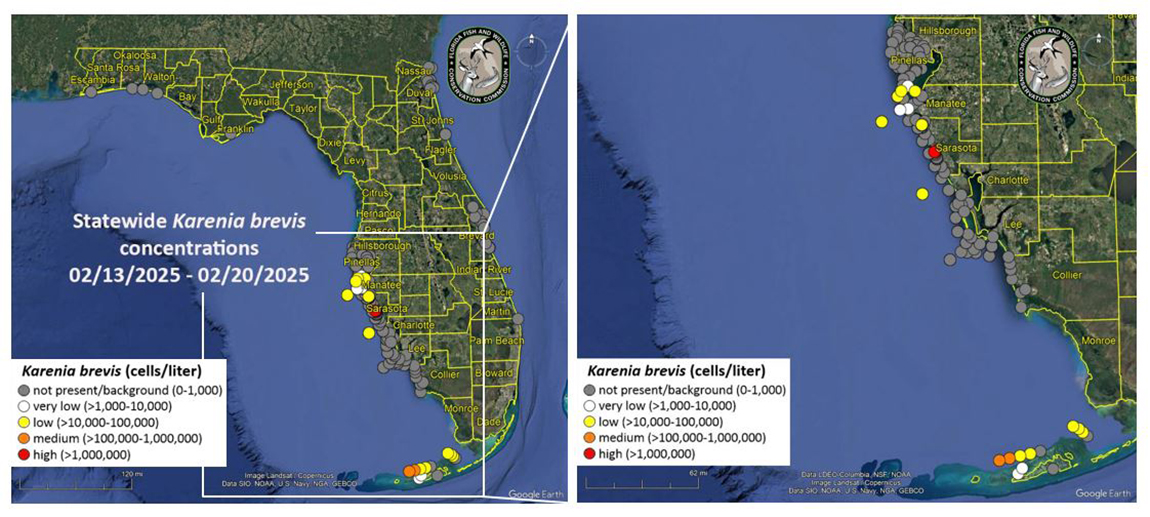 FWC Red Tide Status Update for February 21, 202 - The Suncoast News & Scoop