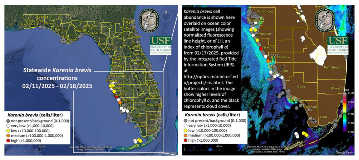FWC Red Tide Midweek Update for February 19, 2025 - The Suncoast News ...