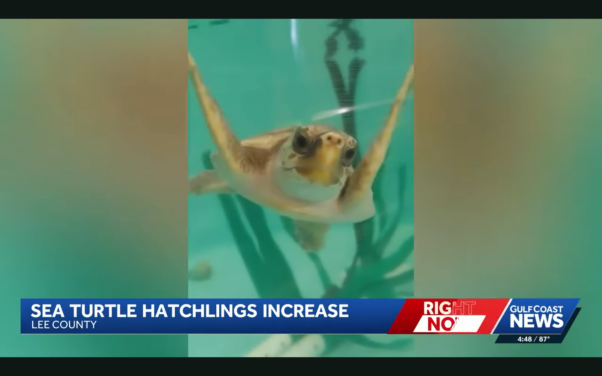 Record-breaking sea turtle nesting season in Florida - The Suncoast ...