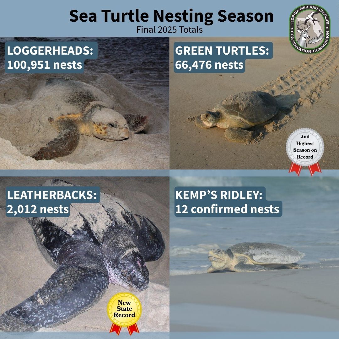 Florida Sea Turtle Nesting Season Final 2025 Totals - The Suncoast News ...
