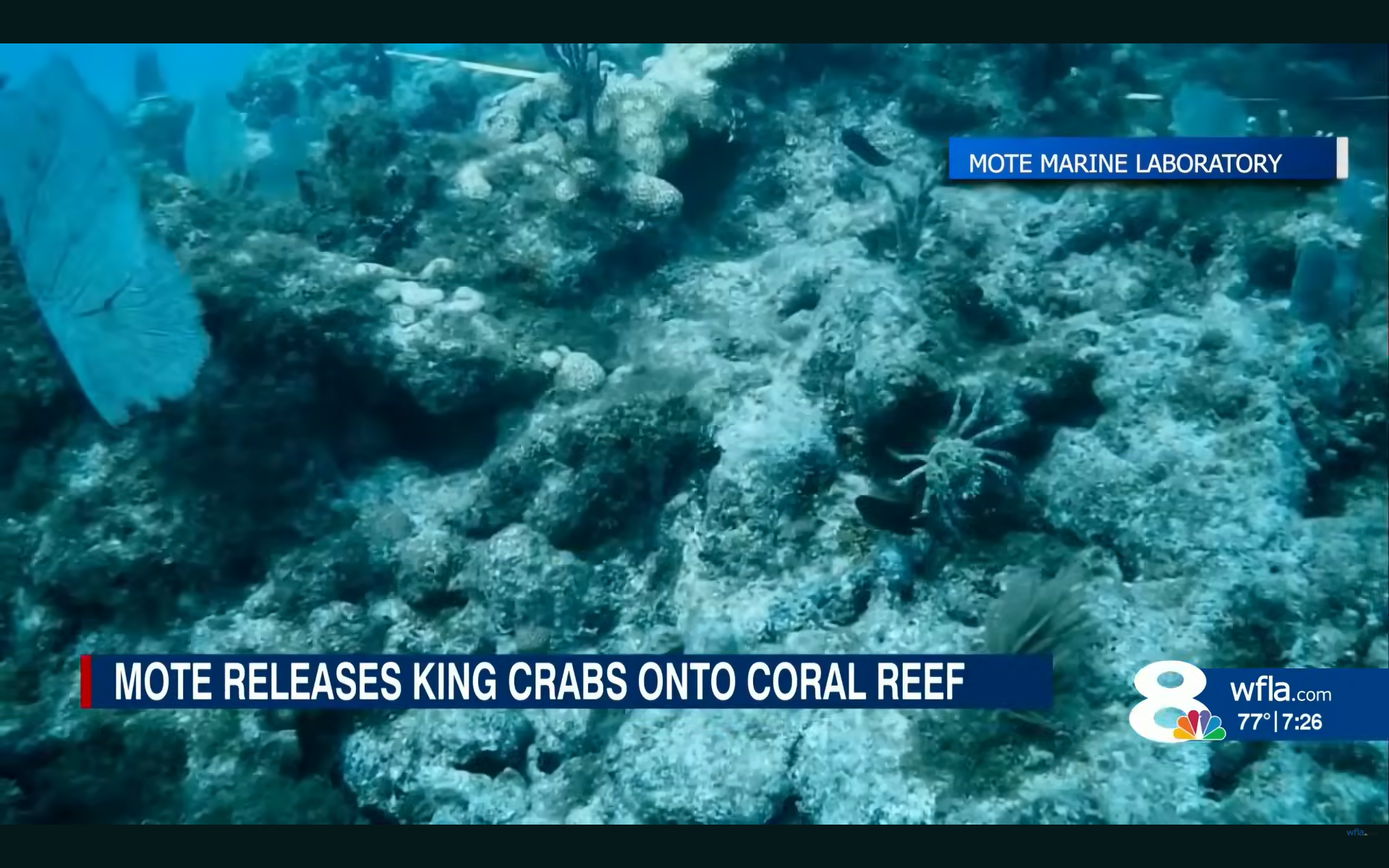 Sarasota: Scientists release hatchery-raised crabs to help restore ...